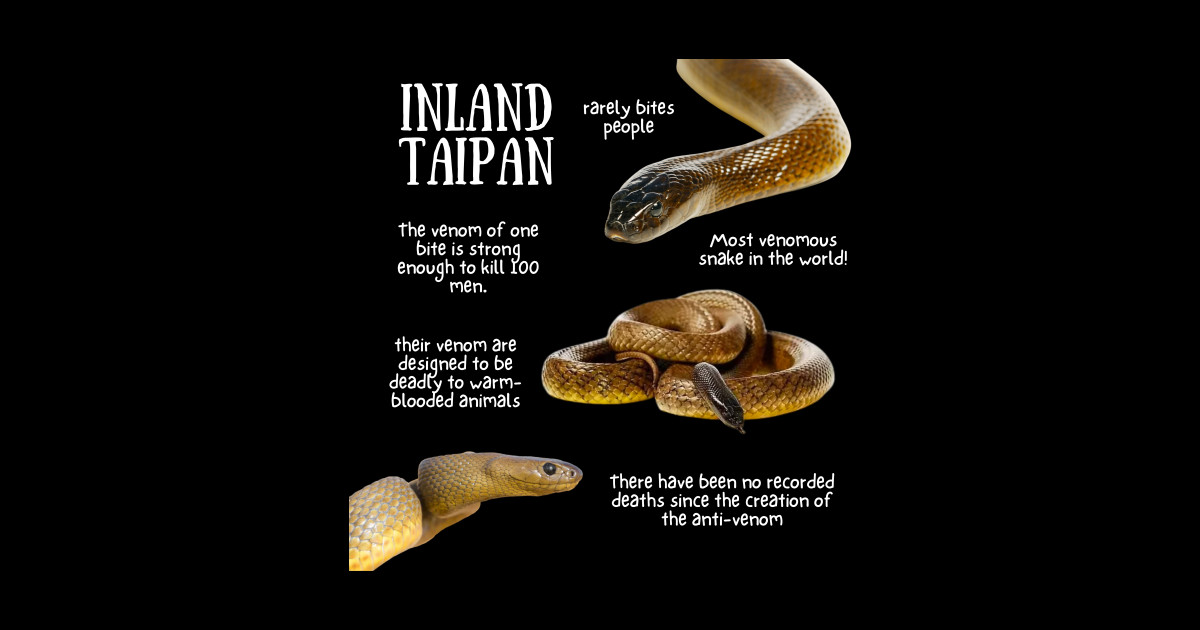 Indian Taipan Fun Facts - Snake - Sticker | TeePublic