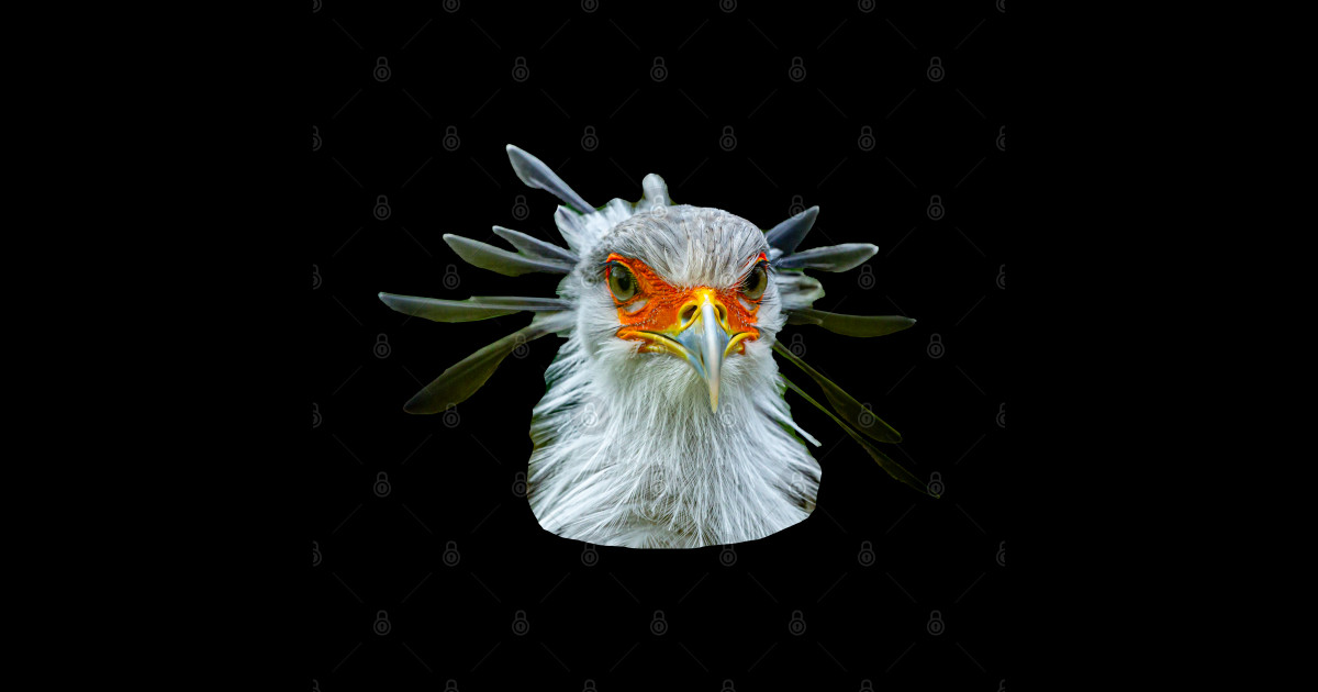 Regal Secretary Bird - Bird - Sticker | TeePublic