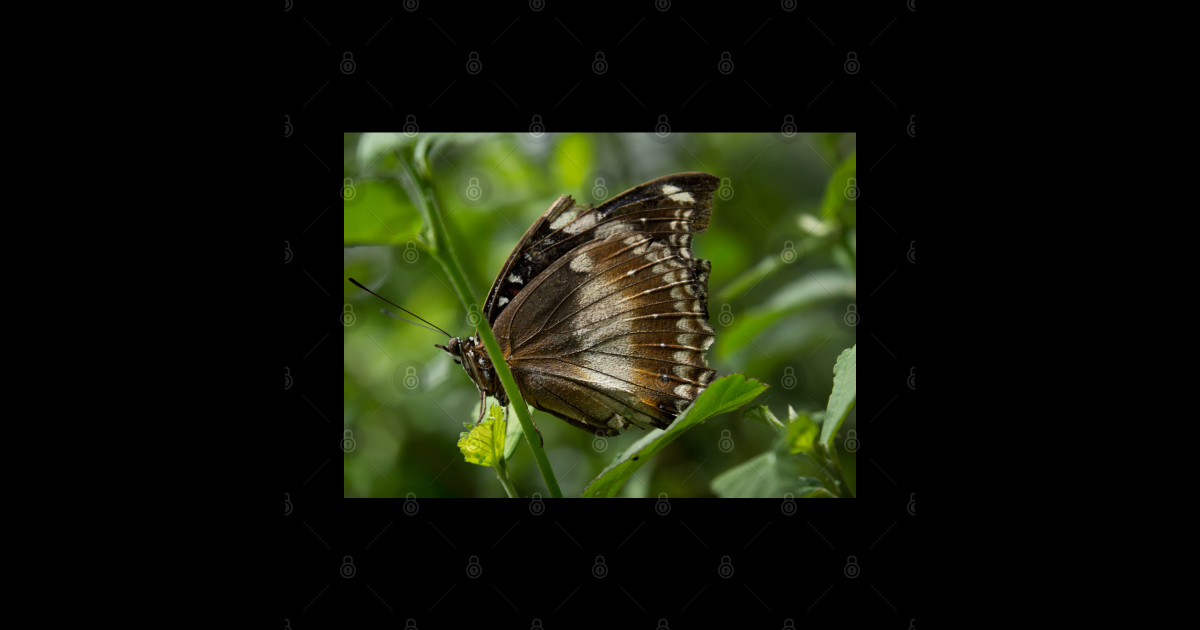 The Majestic Dance of the Brown Butterfly - Butterfly - Sticker | TeePublic