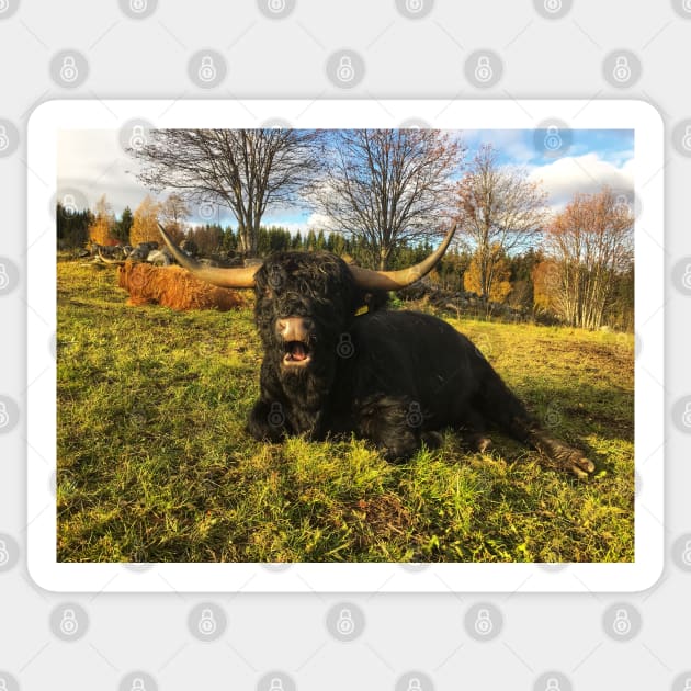 Scottish Highland Cattle Bull 2137 - Highland Cattle - Sticker | TeePublic