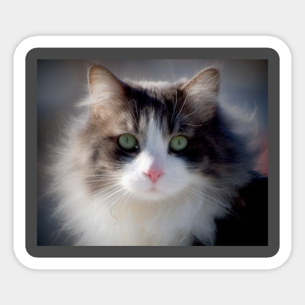 Furry Cat - Cat - Sticker | TeePublic