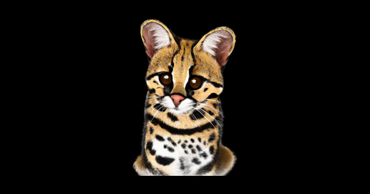 Cute Margay Drawing - Margay - Sticker | TeePublic