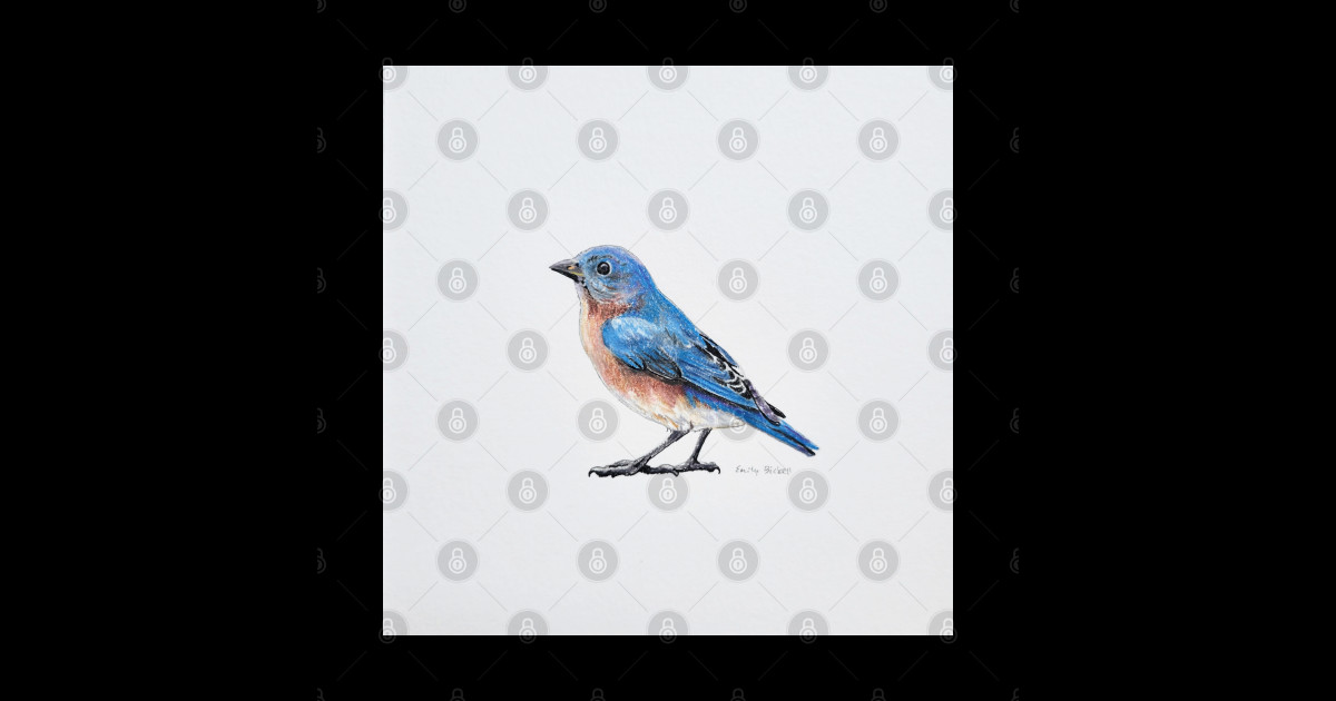 Eastern Bluebird drawing - Bluebird - Posters and Art Prints | TeePublic