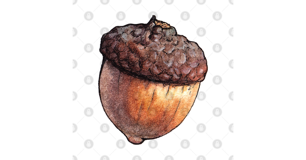Watercolor Acorn - Acorn - T-Shirt | TeePublic