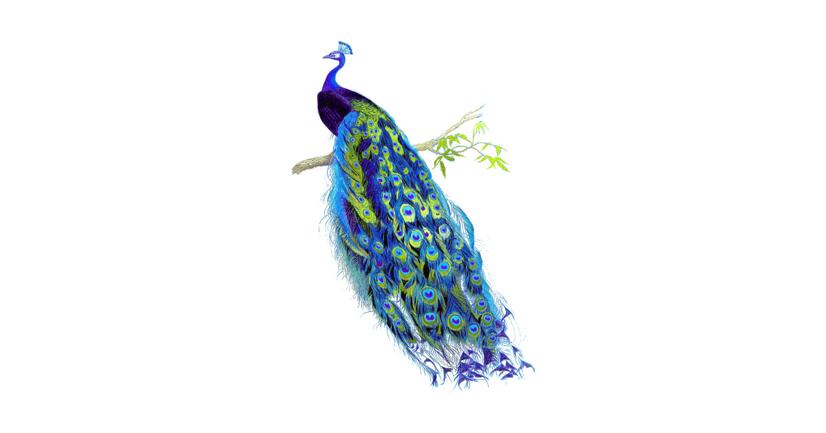 Vintage Peacock, Cobalt Blue+Green - Vintage Peacock - T-Shirt | TeePublic Vintage Peacock, Cobalt Blue+Green - Vintage Peacock - T-Shirt | TeePublic