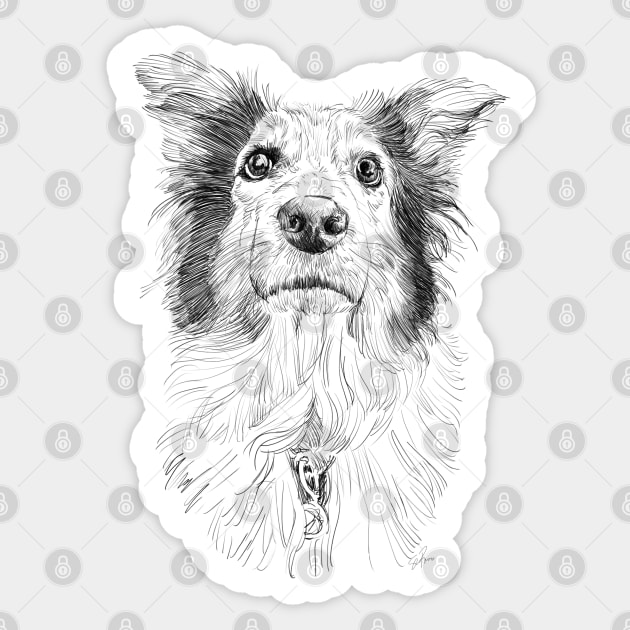 Australian Shepard pencil drawing - Aussie Gifts Australian Shepard ...