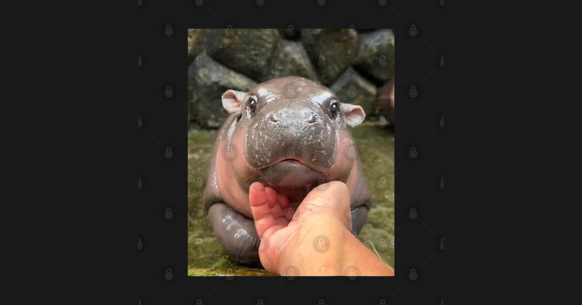 Cute Baby Pygmy Hippo MooDeng - Cute Baby Pygmy Hippo Moodeng - T-Shirt ...