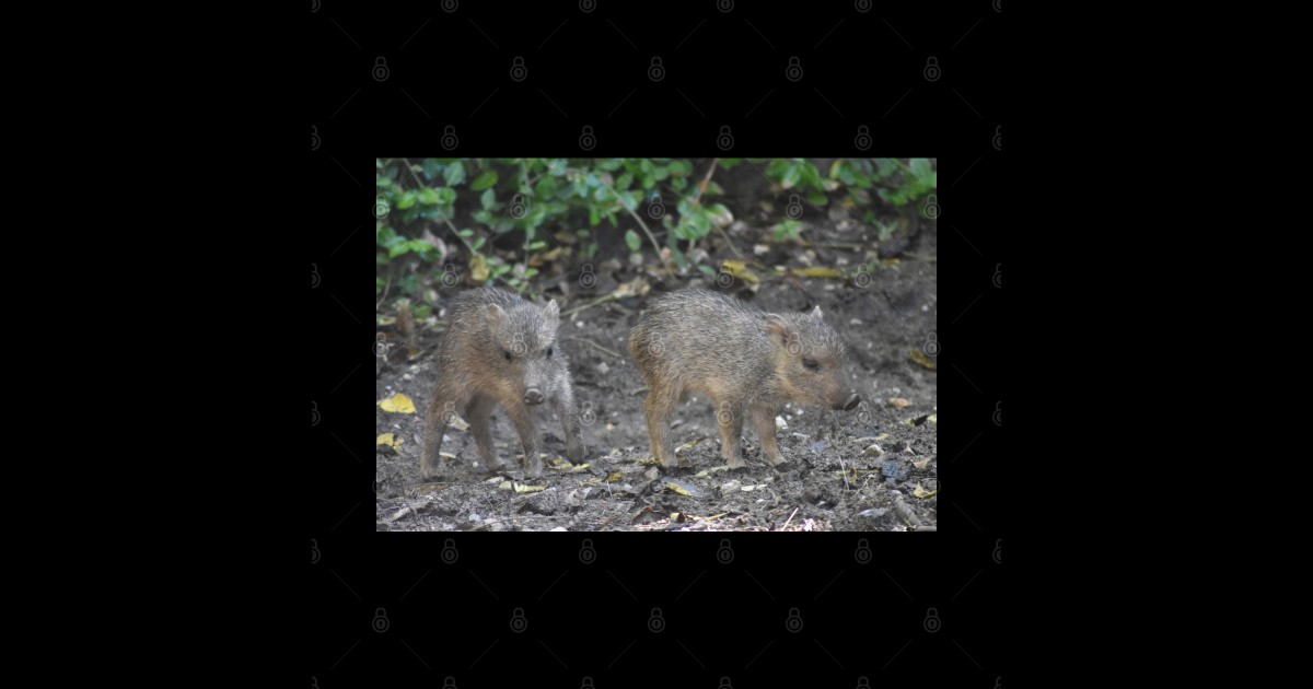 Photo of a Baby Peccaries - Peccary - Sticker | TeePublic