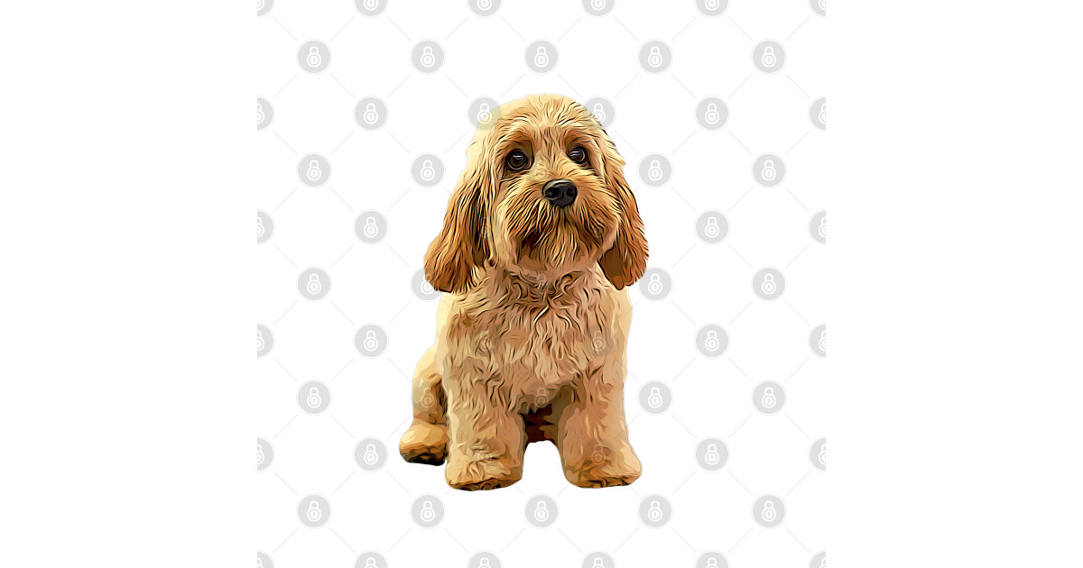 Cavapoo Doodle Cavoodle Cockapoo Goldendoodle Labradoodle Puppy Dog ...