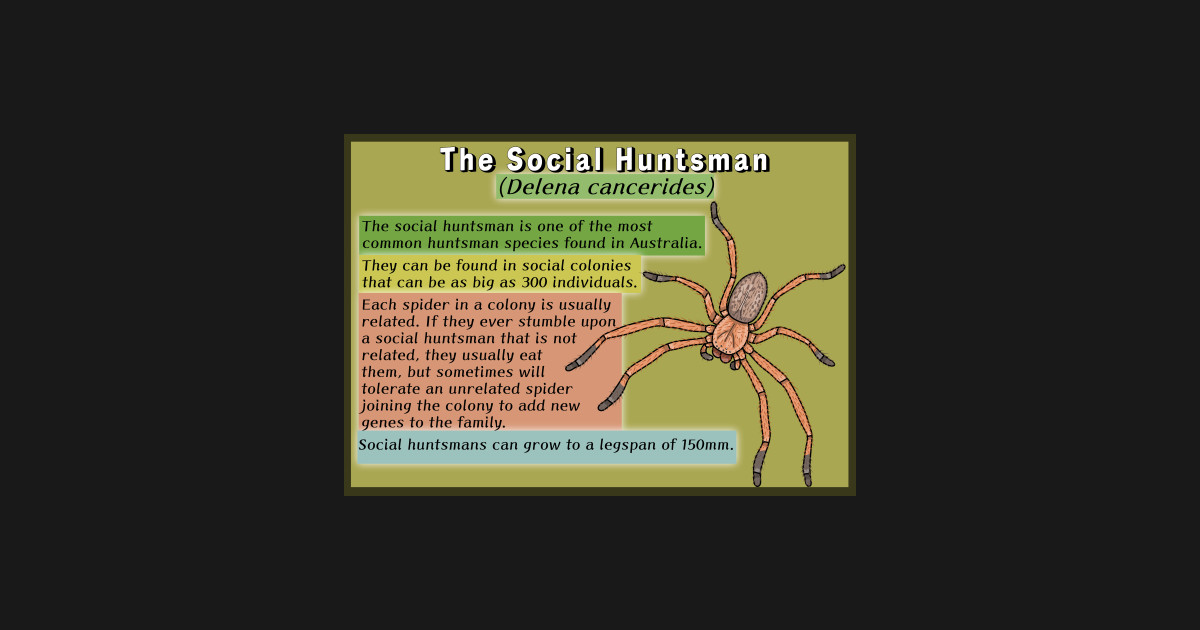 The Social Huntsman (Delena cancerides) Poster - Social Huntsman - T ...