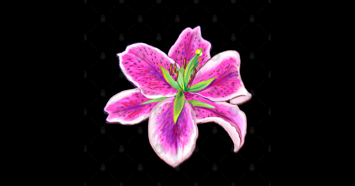 Lilly lily flower pink flowers - Lilly - Sticker | TeePublic