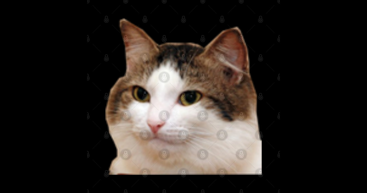 Stare Cat Emote - Cats - Sticker | TeePublic