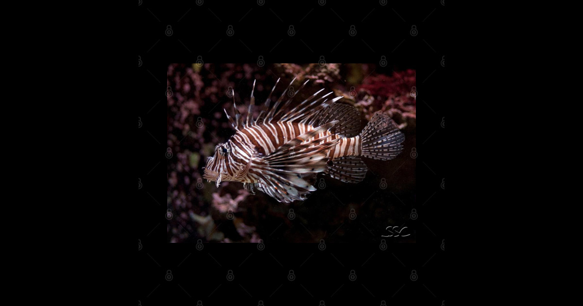 Lionfish - Lionfish - Sticker | TeePublic