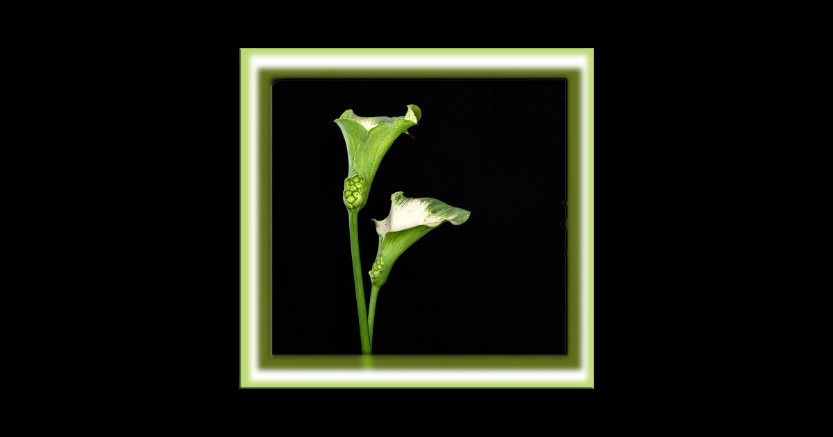Goddess Lily Flowers Sticker Teepublic