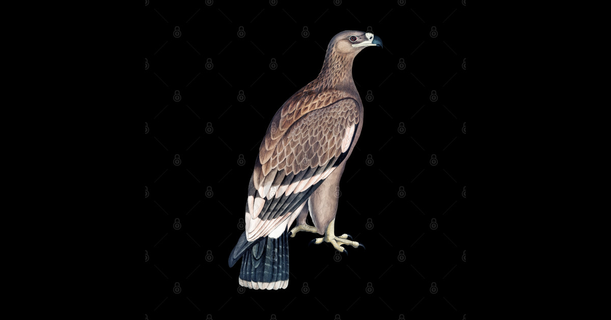 Eagle - Eagle - Sticker | TeePublic