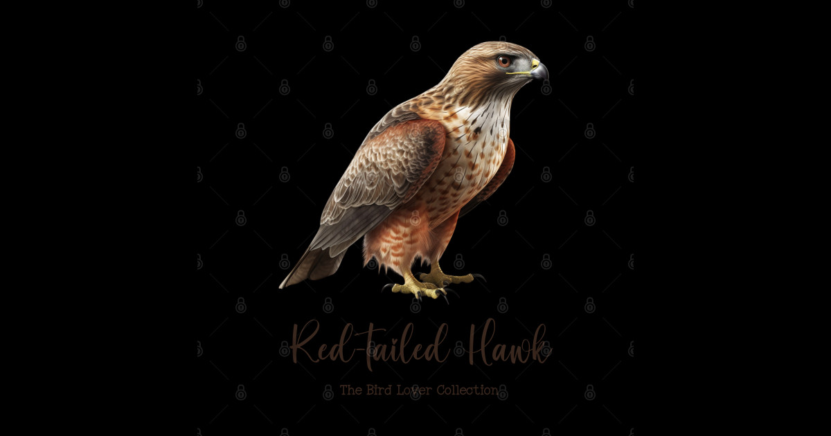 Red-tailed Hawk - The Bird Lover Collection - Red Tailed Hawk - Sticker ...