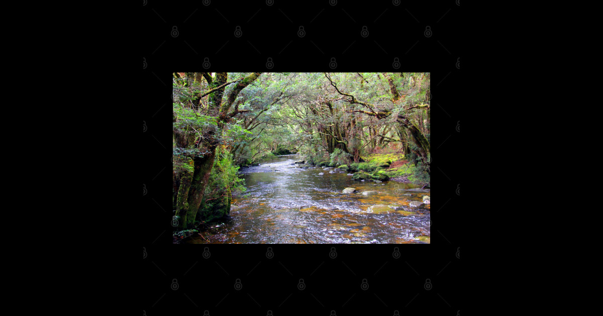 Pencil Pine Creek, Cradle Mountain, Tasmania, Australia - Pencil ...