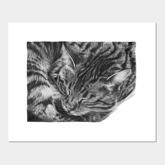 Tabby Cat - Tabby Cat Pencil Drawing - Posters and Art Prints | TeePublic