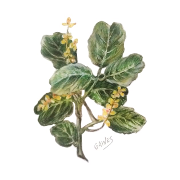 Almug Tree, pastel drawing - Almug Tree - T-Shirt | TeePublic