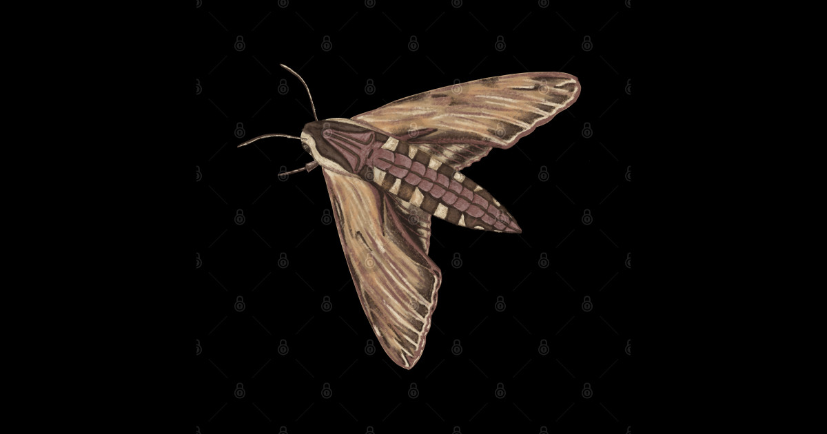 Beautiful Moth - Moth - Sticker | TeePublic