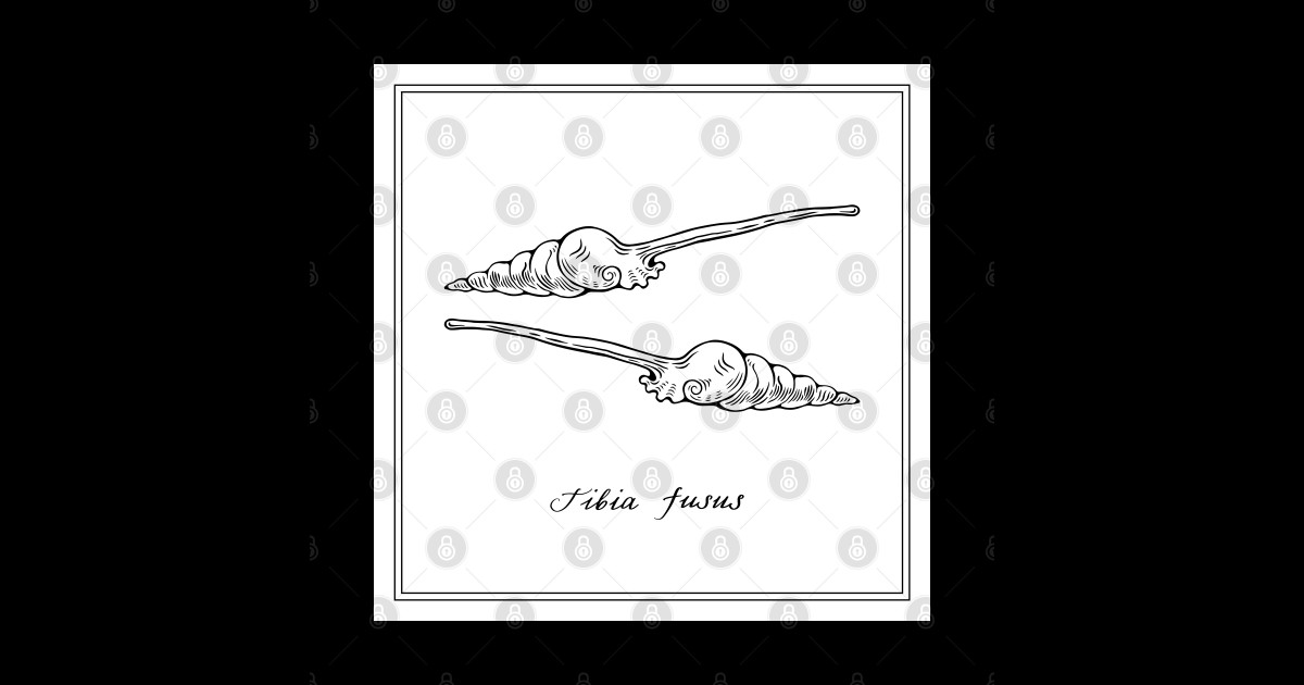 Spindle Tibia or Tibia Fusus. Black and white illustration. - Seashell ...