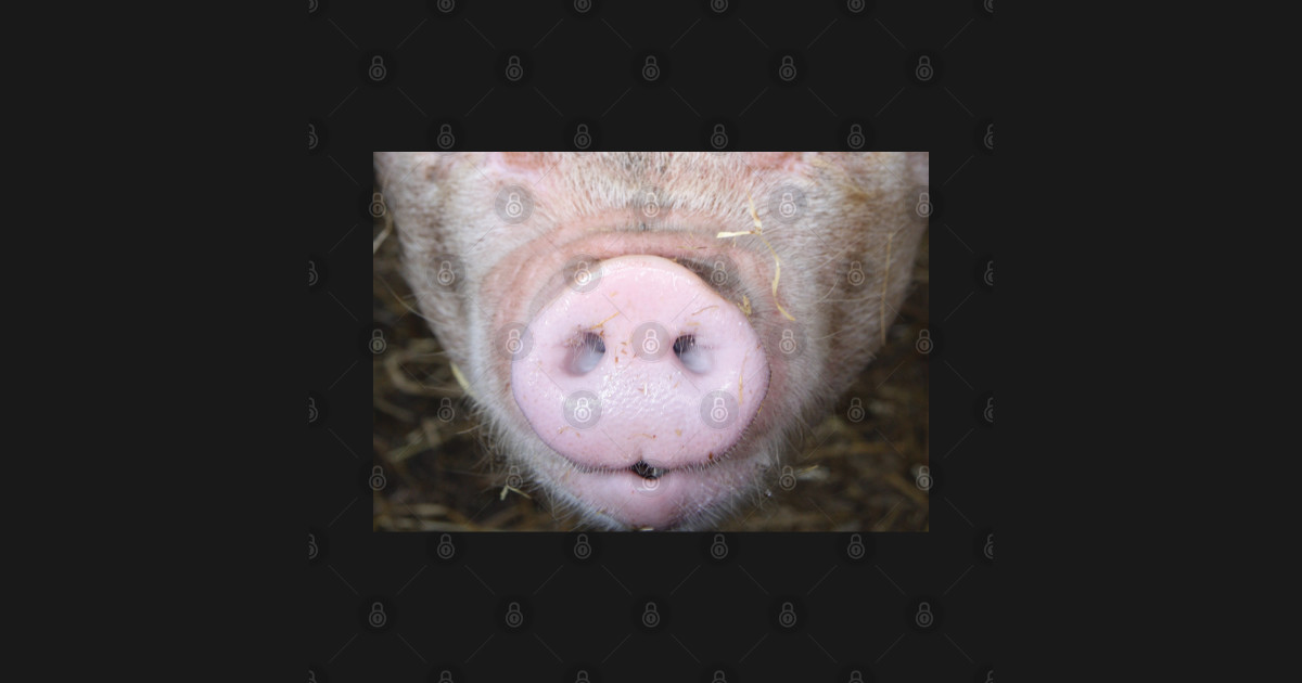 Pig Snout Hog Face - Pig - T-Shirt | TeePublic