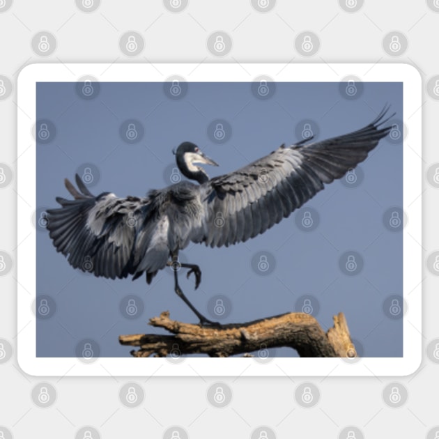 Poised in Flight - Heron - Sticker | TeePublic