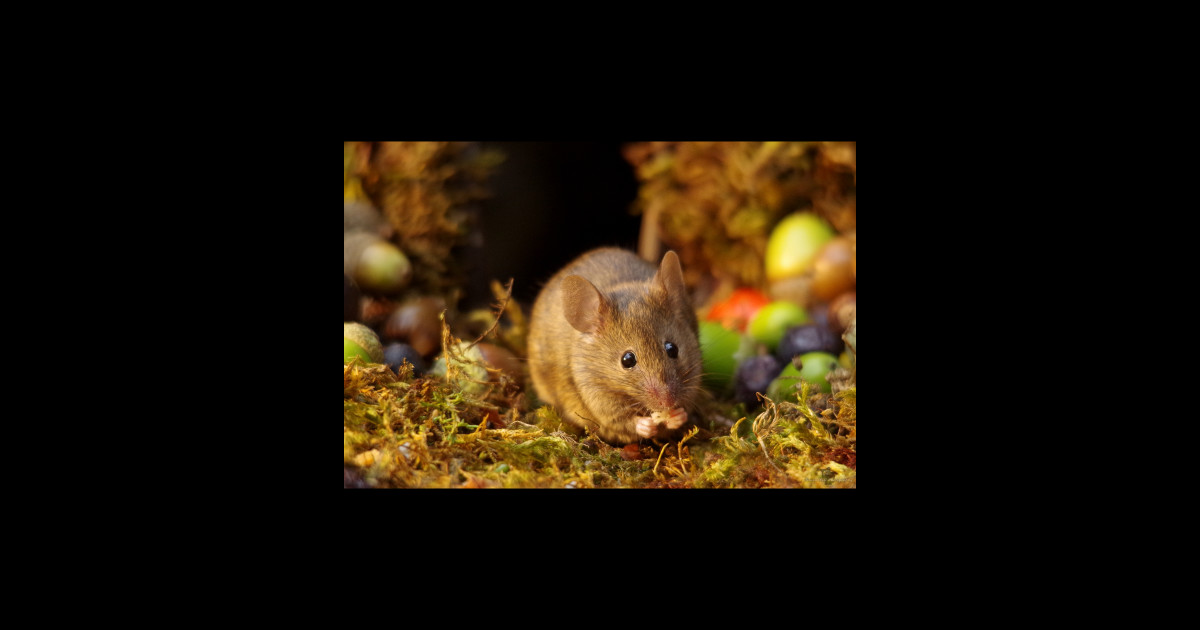 Wild cute garden mouse - Wild - Posters and Art Prints | TeePublic