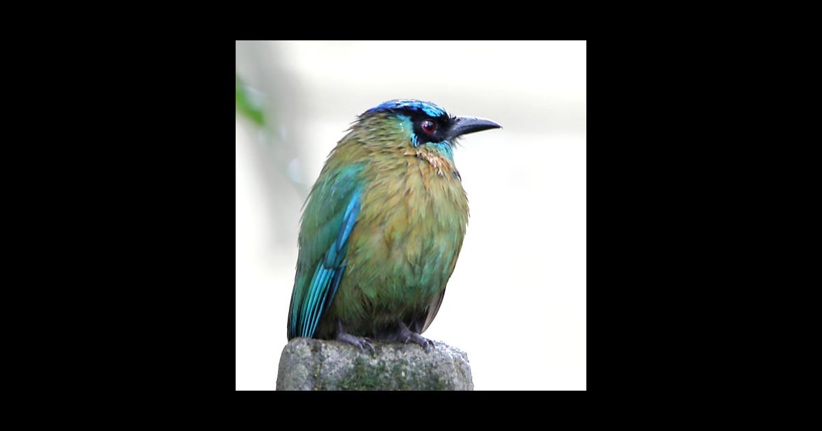 Blue-crowned Motmot - Blue Crowned Motmot - Sticker | TeePublic