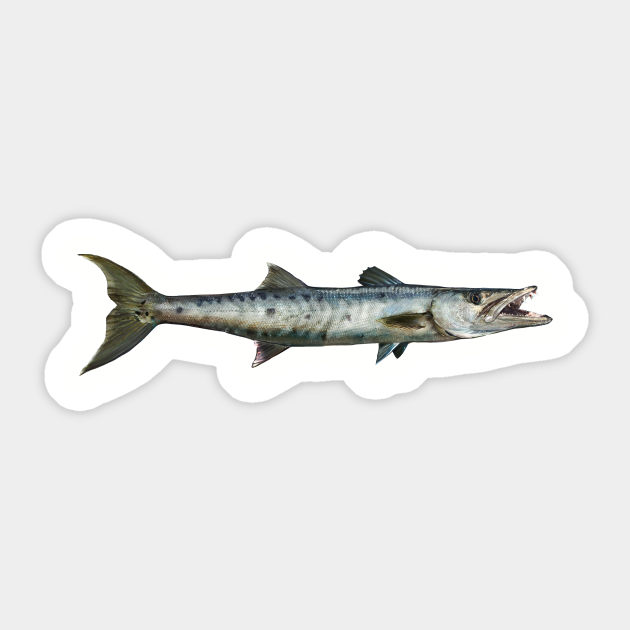 Barracuda - Barracuda - Sticker | TeePublic