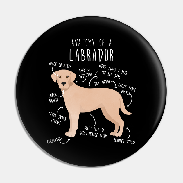 Yellow Labrador Retriever Dog Anatomy - Labrador - Pin | TeePublic