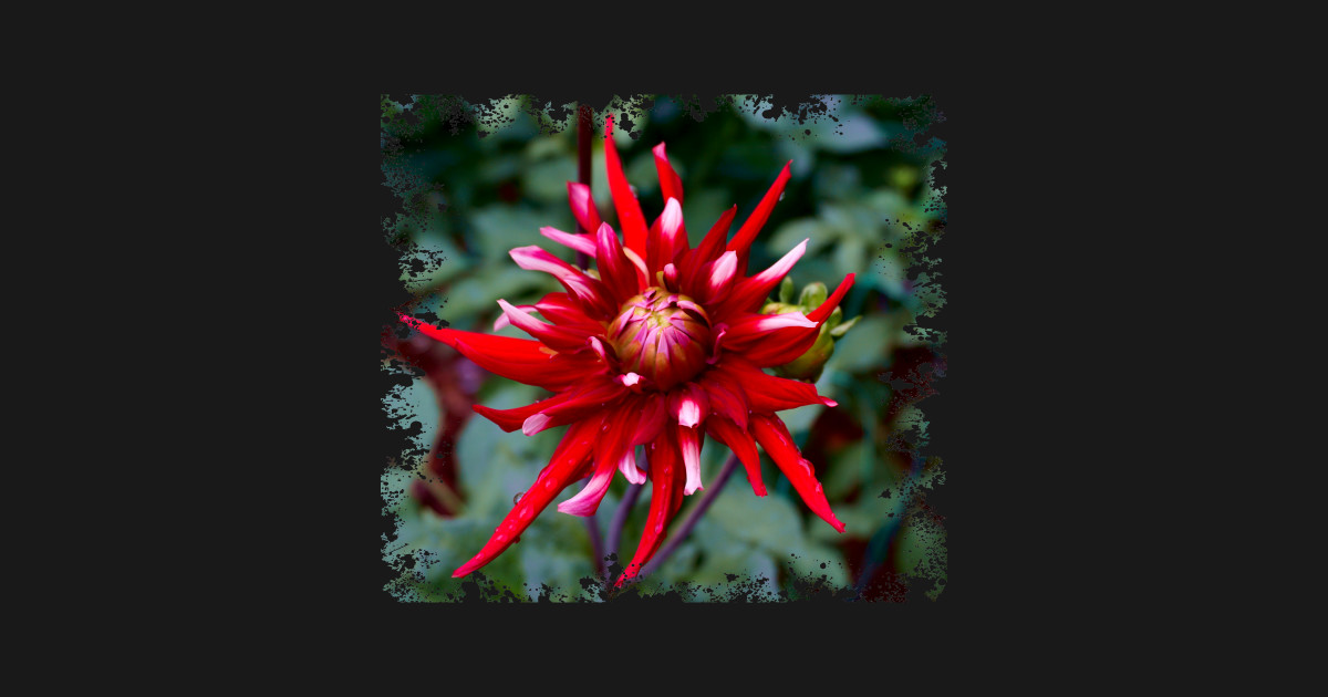 Spiky Red Dahlia - Dahlia - T-Shirt | TeePublic