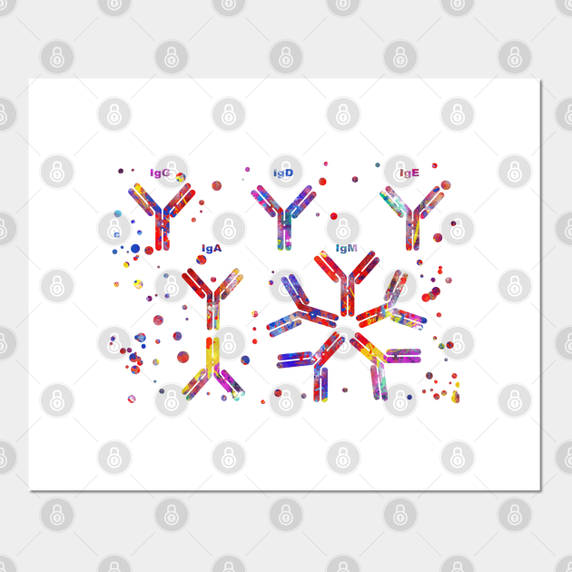 Antibody molecule - Antibody Molecule - Posters and Art Prints | TeePublic