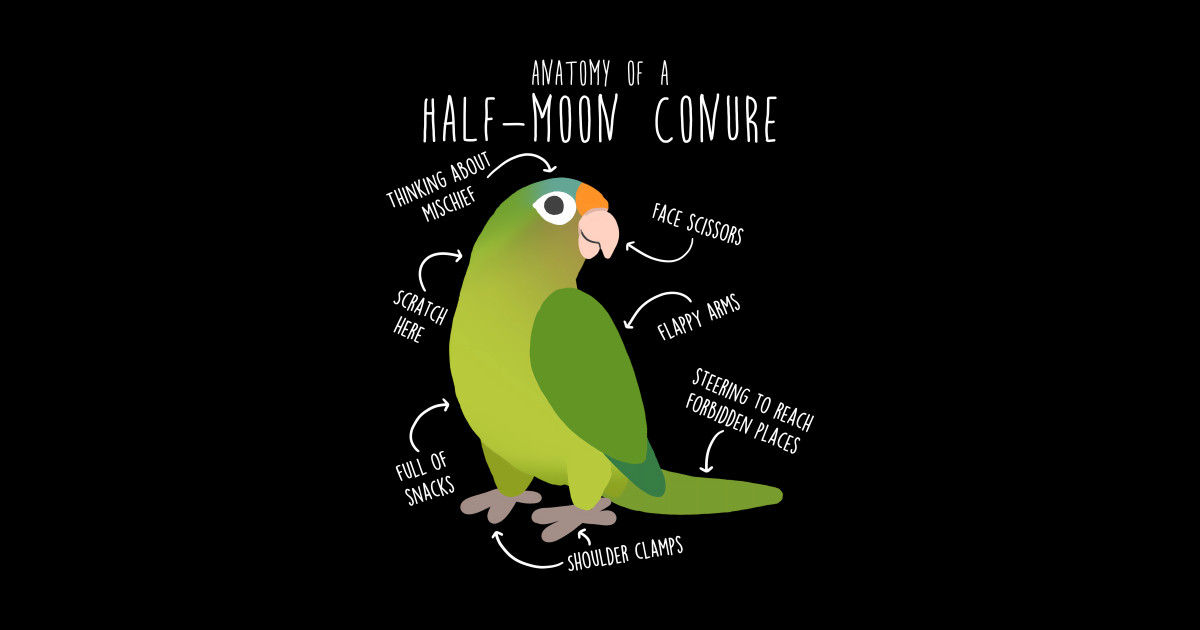 Half-Moon Conure Parrot Anatomy - Half Moon Conure - Sticker | TeePublic