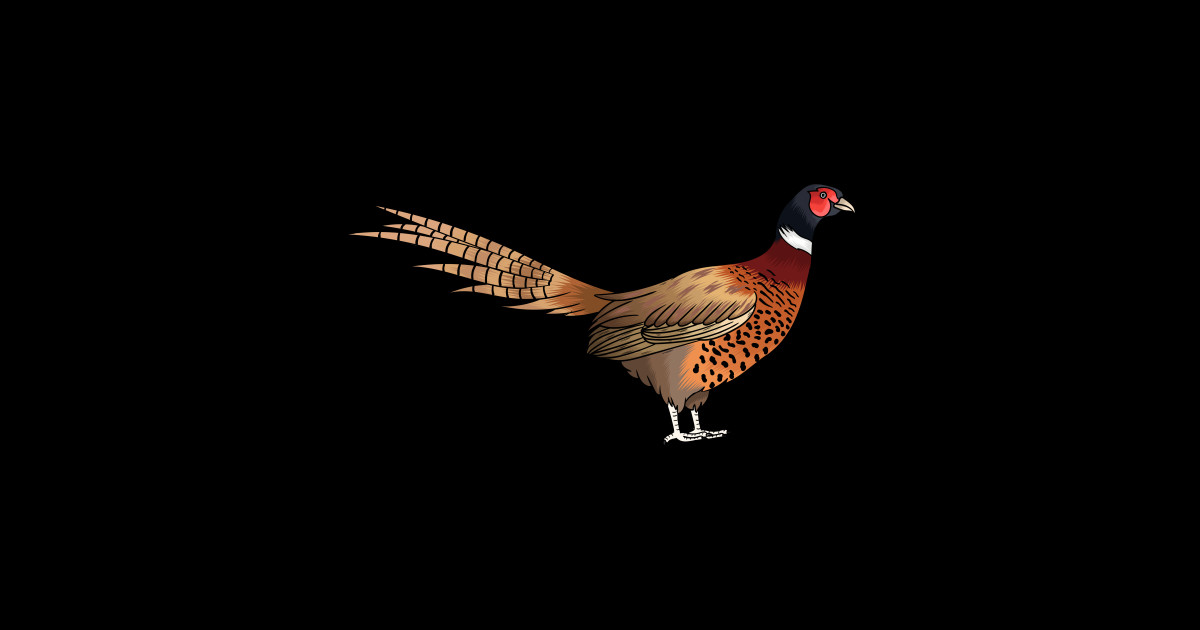 Ring-necked pheasant bird cartoon illustration - Ring Necked Pheasant ...