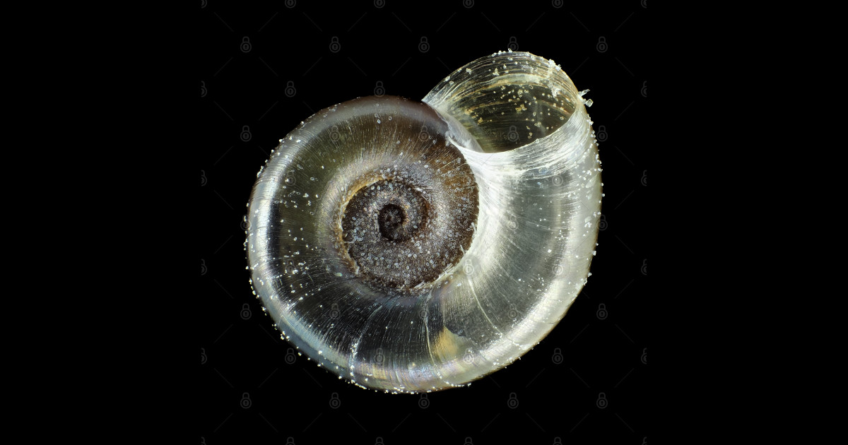 Tiny fungivore snail shell under the microscope - Microscopic Image ...