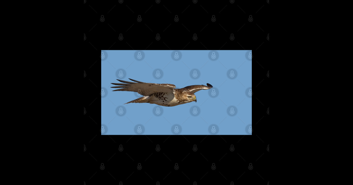 Glider - Red-tailed hawk - Hawk - Posters and Art Prints | TeePublic