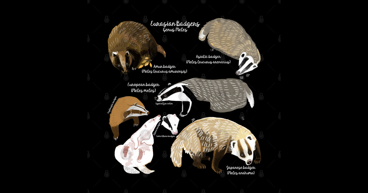 Badgers Meles Genus Poster - Badgers - Sticker | TeePublic