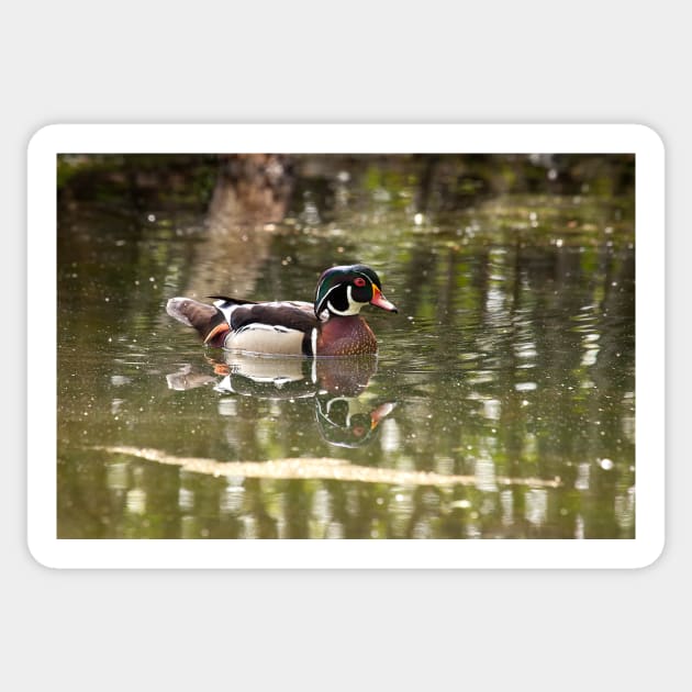 Wood Duck - Duck - Sticker | TeePublic