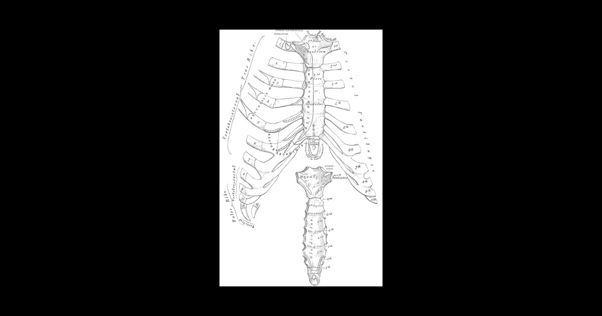 Antique Anatomy Papers Neck Gator Rib Cage Anatomy - Nurse - Sticker ...