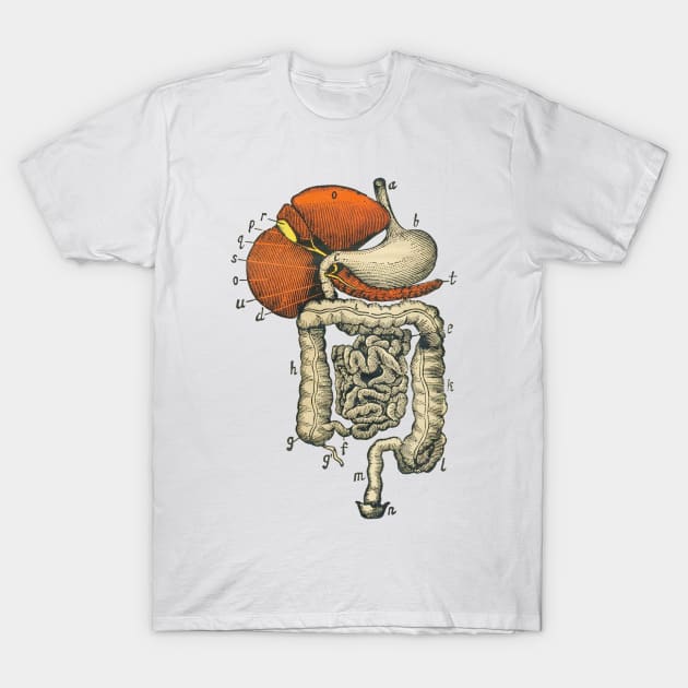 Digestive System Diagram - Medical - T-Shirt | TeePublic