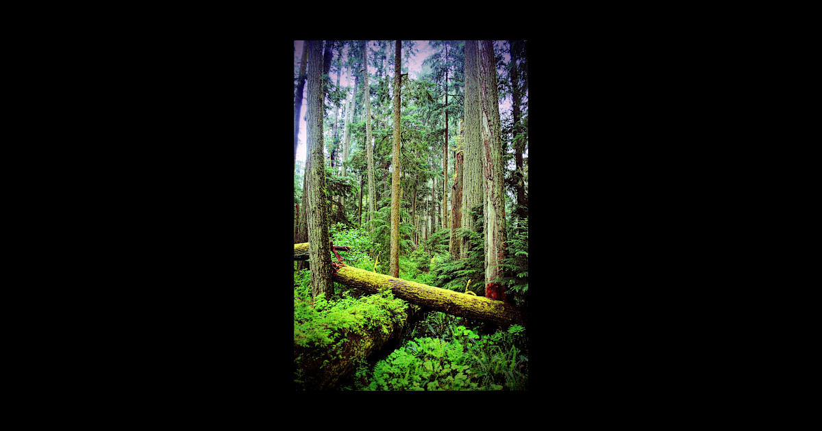 Carmanah Valley Ancient Rainforest Vancouver Island Canada - Carmanah ...