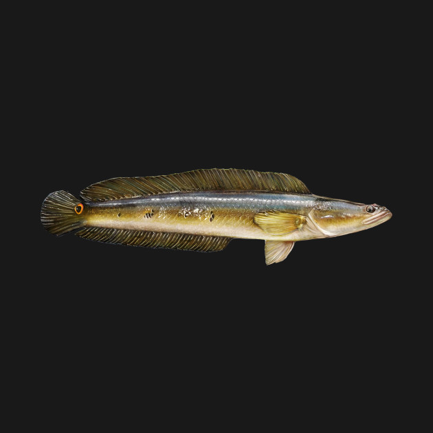 Bullseye Snakehead - Bullseye Snakehead - T-Shirt | TeePublic