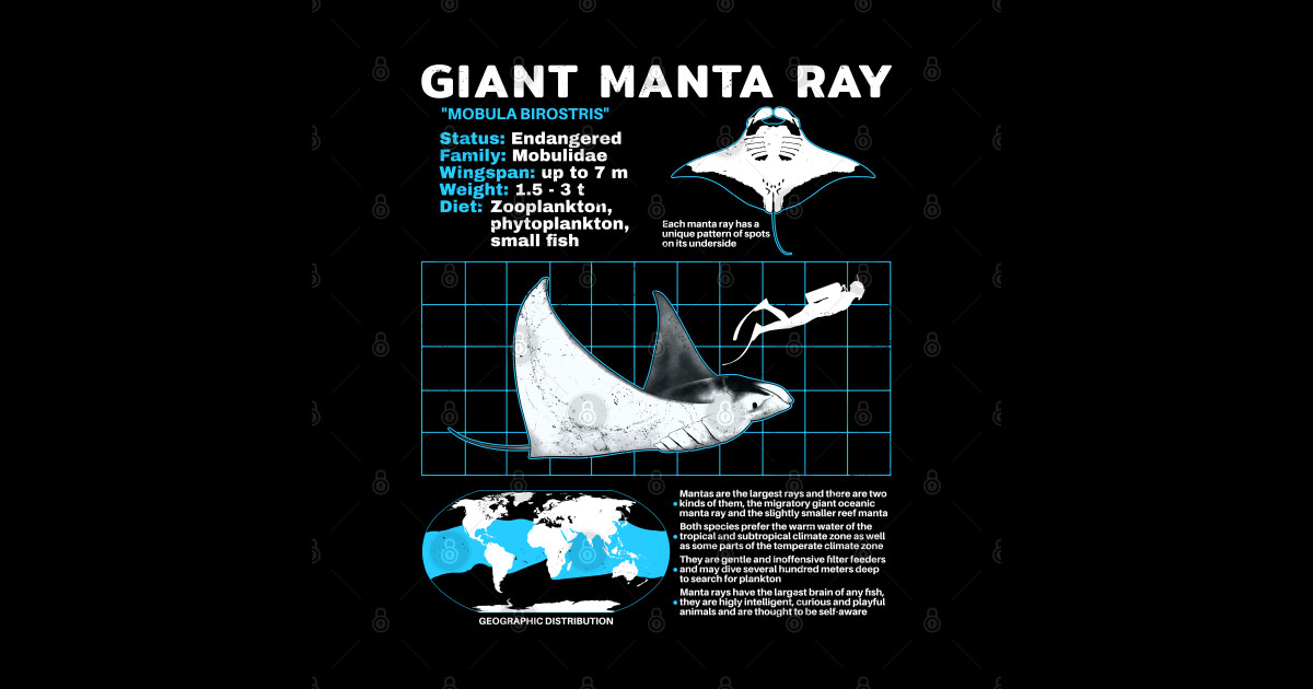 Manta ray factsheet - Manta Ray Data Sheet - T-Shirt | TeePublic