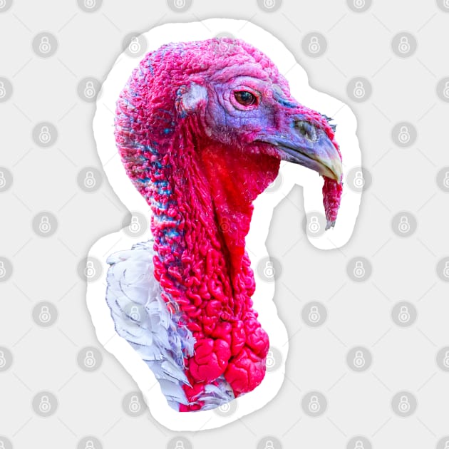 Crollwitzer Turkey - Turkey - Sticker | TeePublic