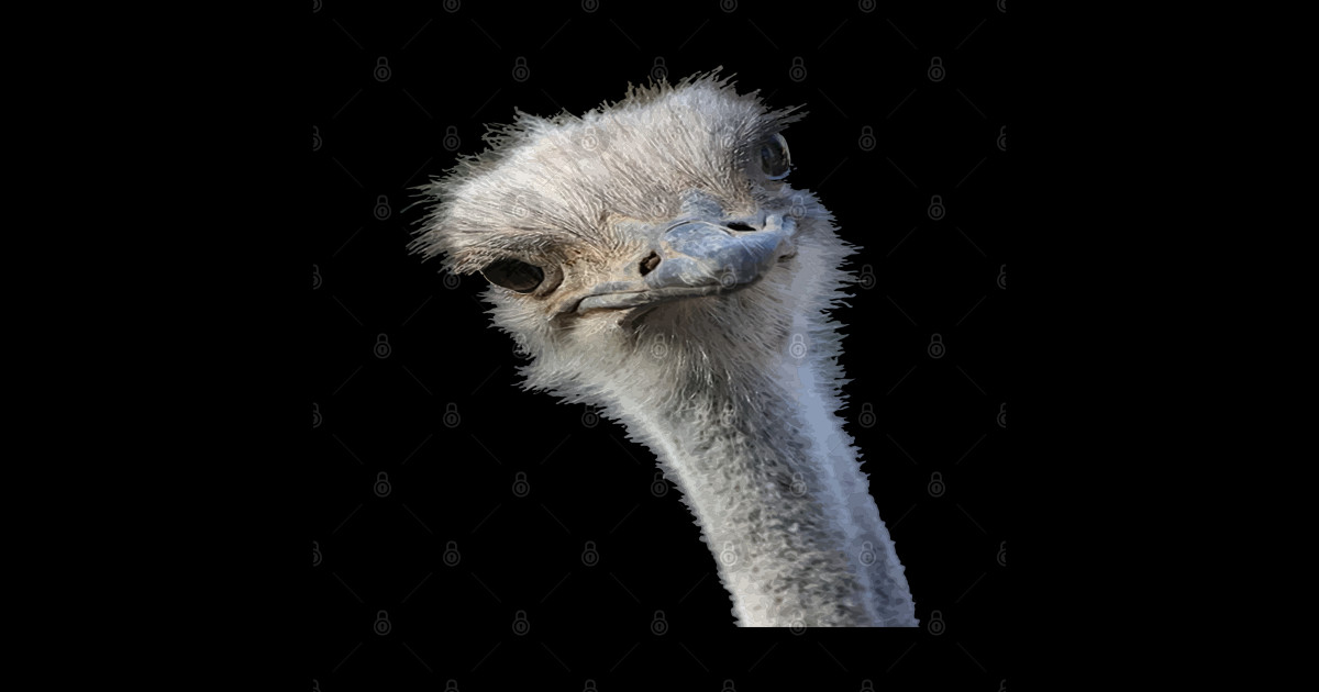 Ostrich Face With Gormless Expression - Ostrich Lover - Sticker | TeePublic