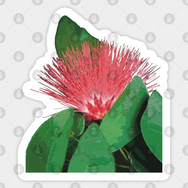 ‘Ōhi’a Lehua, native Hawaiian plant - Ohia - Sticker | TeePublic