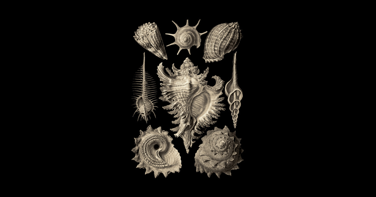 Ernst Haeckel Prosobranchia Sea Shells - Sea Shells - Sticker | TeePublic