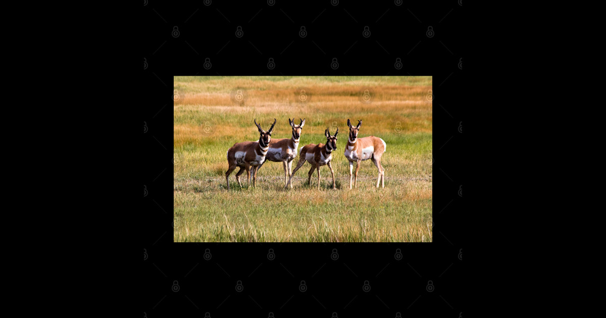 Pronghorn Antelope - Pronghorn - Sticker | TeePublic
