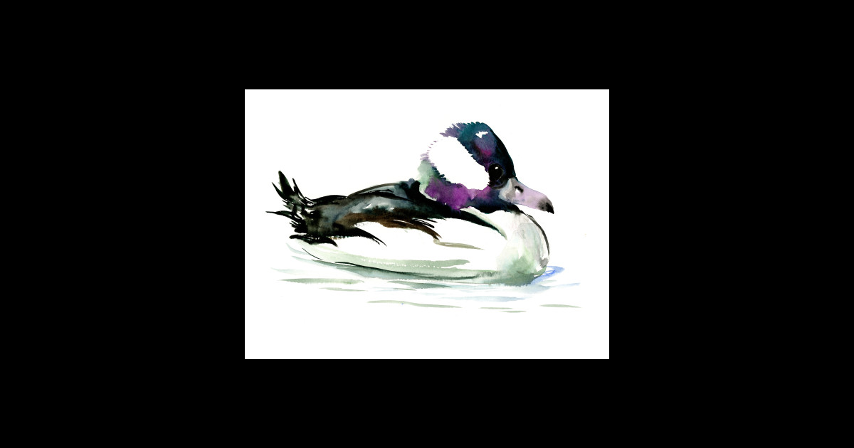 Bufflehead Duck - Duck - Posters and Art Prints | TeePublic